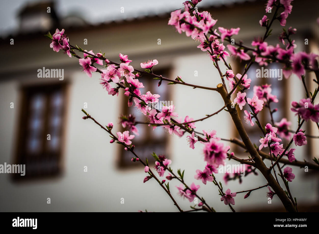 Pink spring flowers on the tree Stock Photo - Alamy