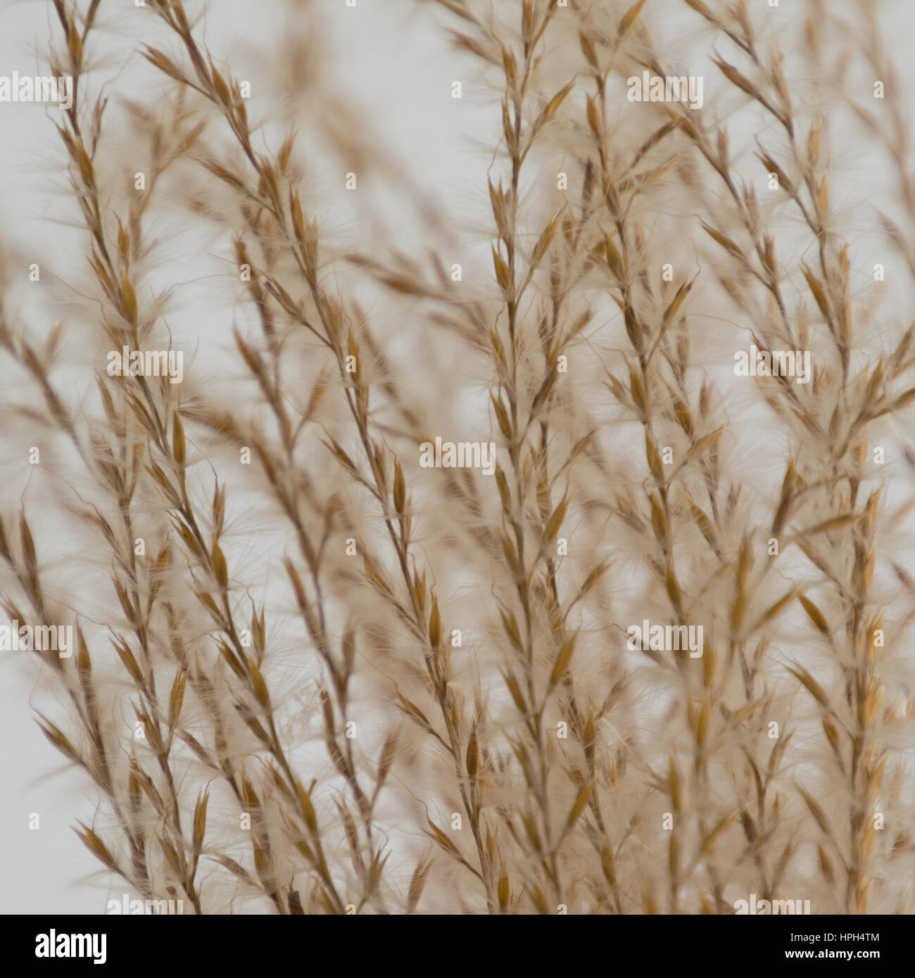 Grasses texture hi-res stock photography and images - Alamy