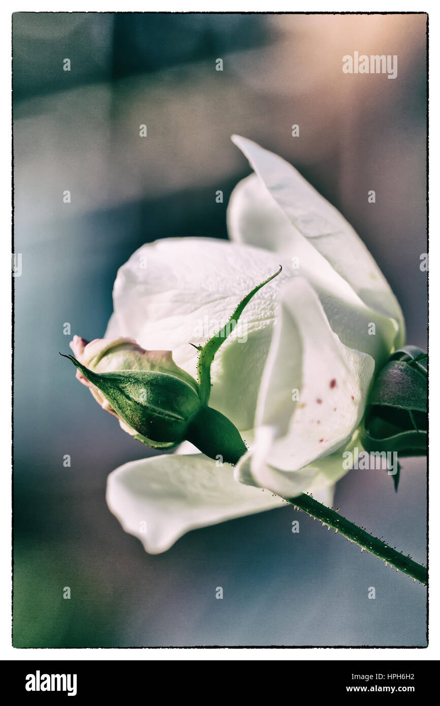 Peach colored rose bud with green leaves with de-focused white rose ...