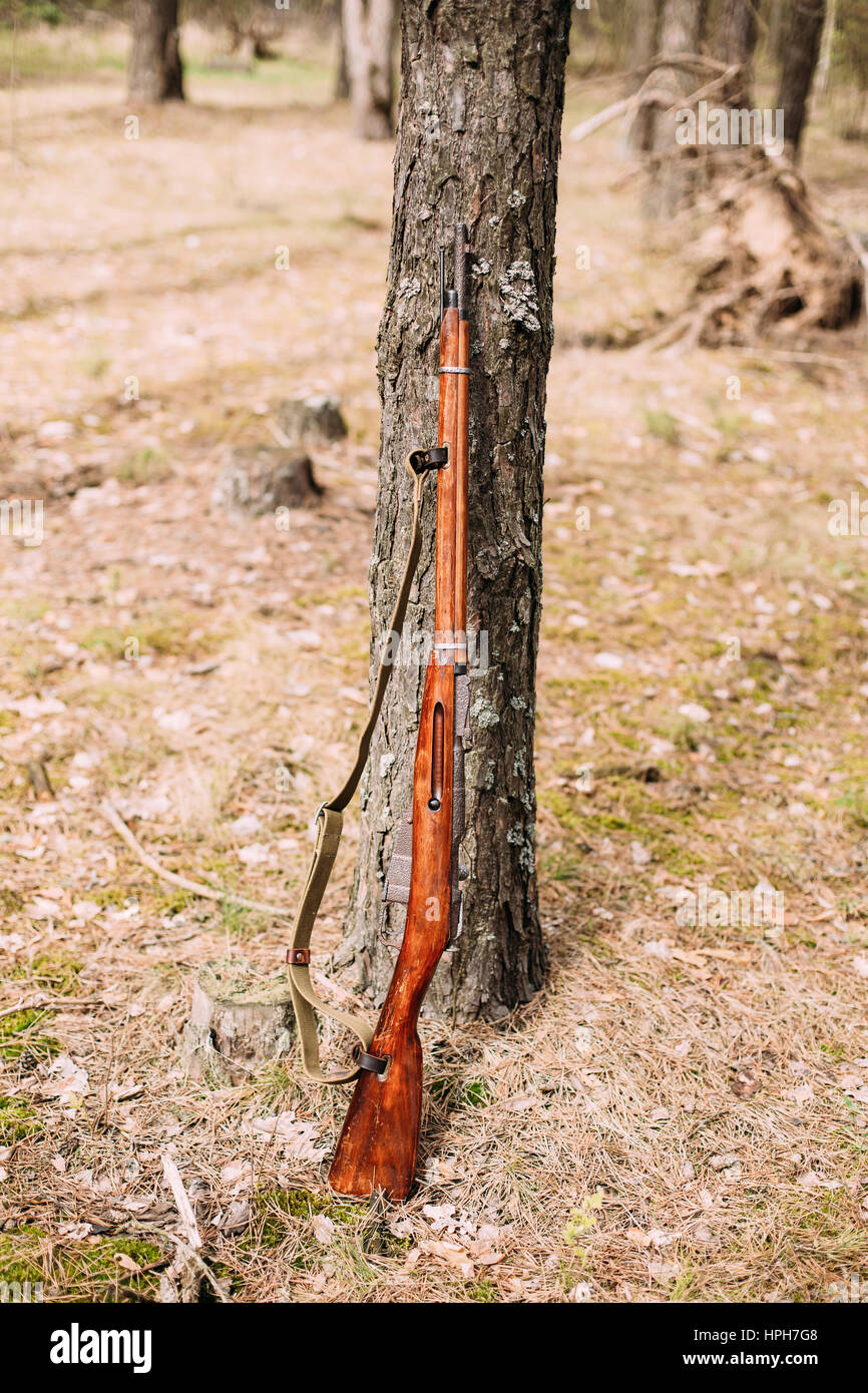 Old soviet russian rifle of World War II leaning against trunk of tree ...