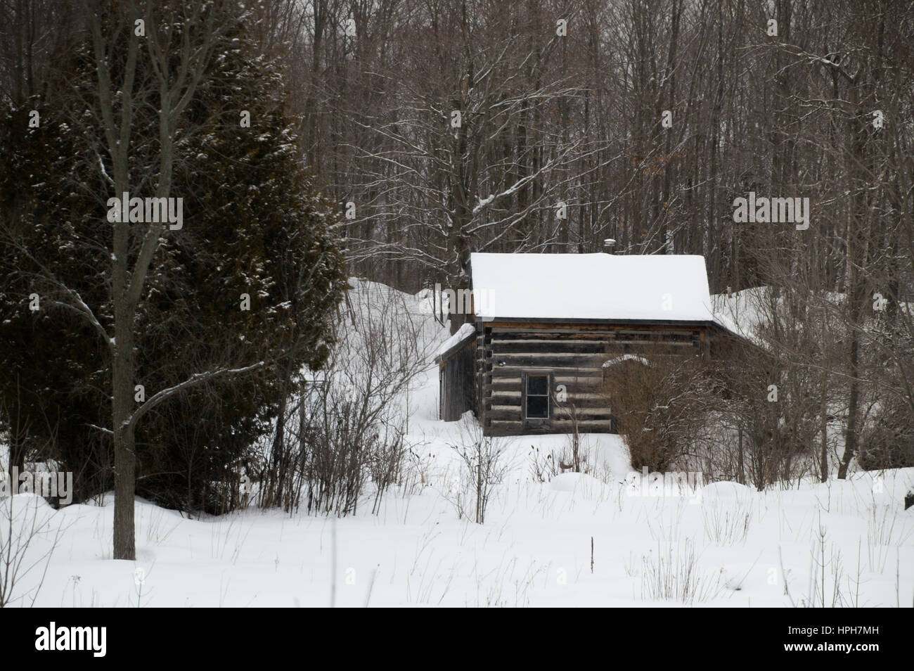 Old sawn log cabin in the snow in winter landscape, with trees and snow ...
