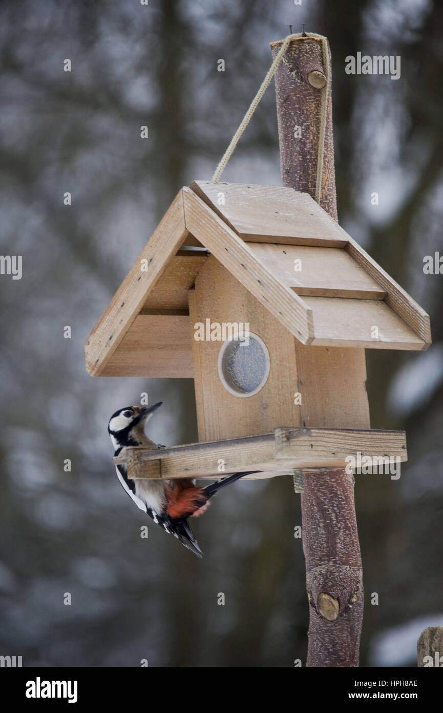 Vogelhaeuschen - bird house Stock Photo - Alamy