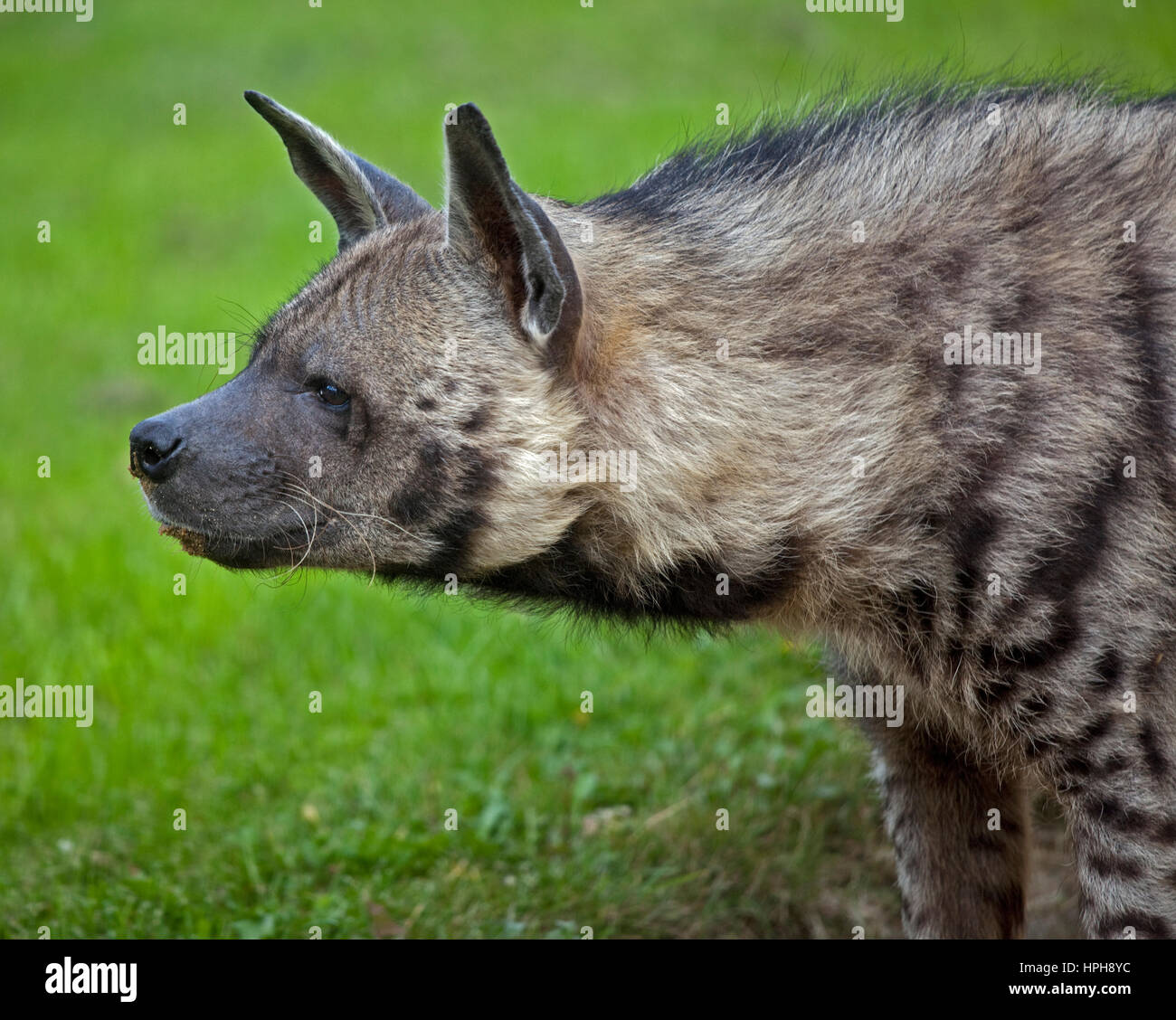 Striped Hyaena (hyaena hyaena Stock Photo - Alamy