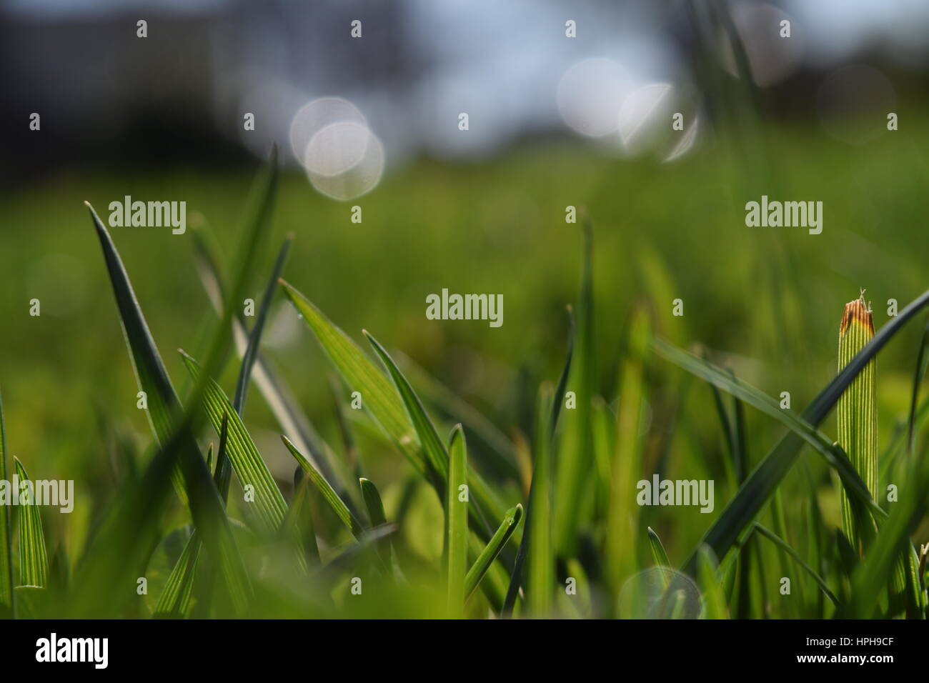 Mornings with nature hi-res stock photography and images - Alamy