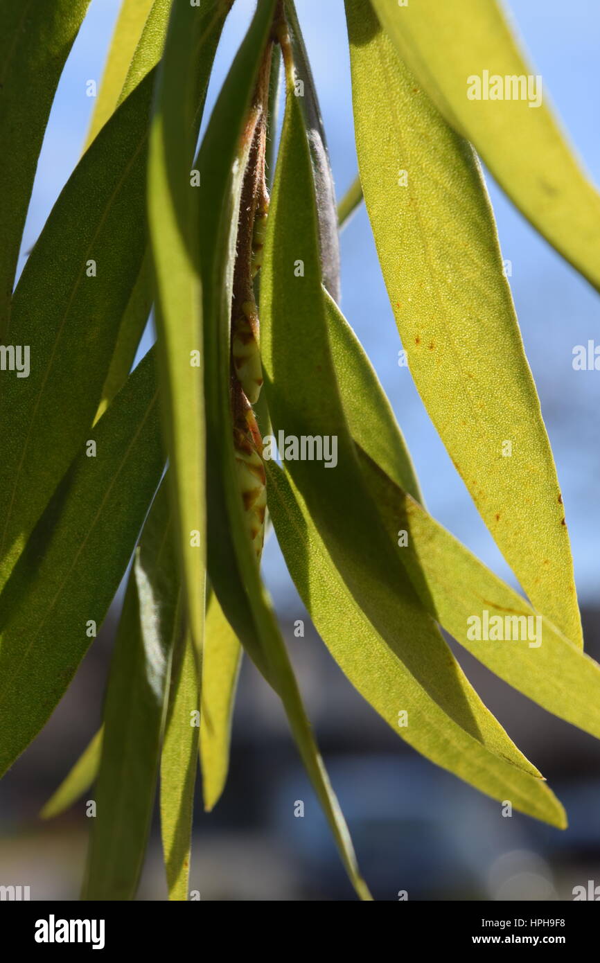 Nature Still Life Stock Photo - Alamy