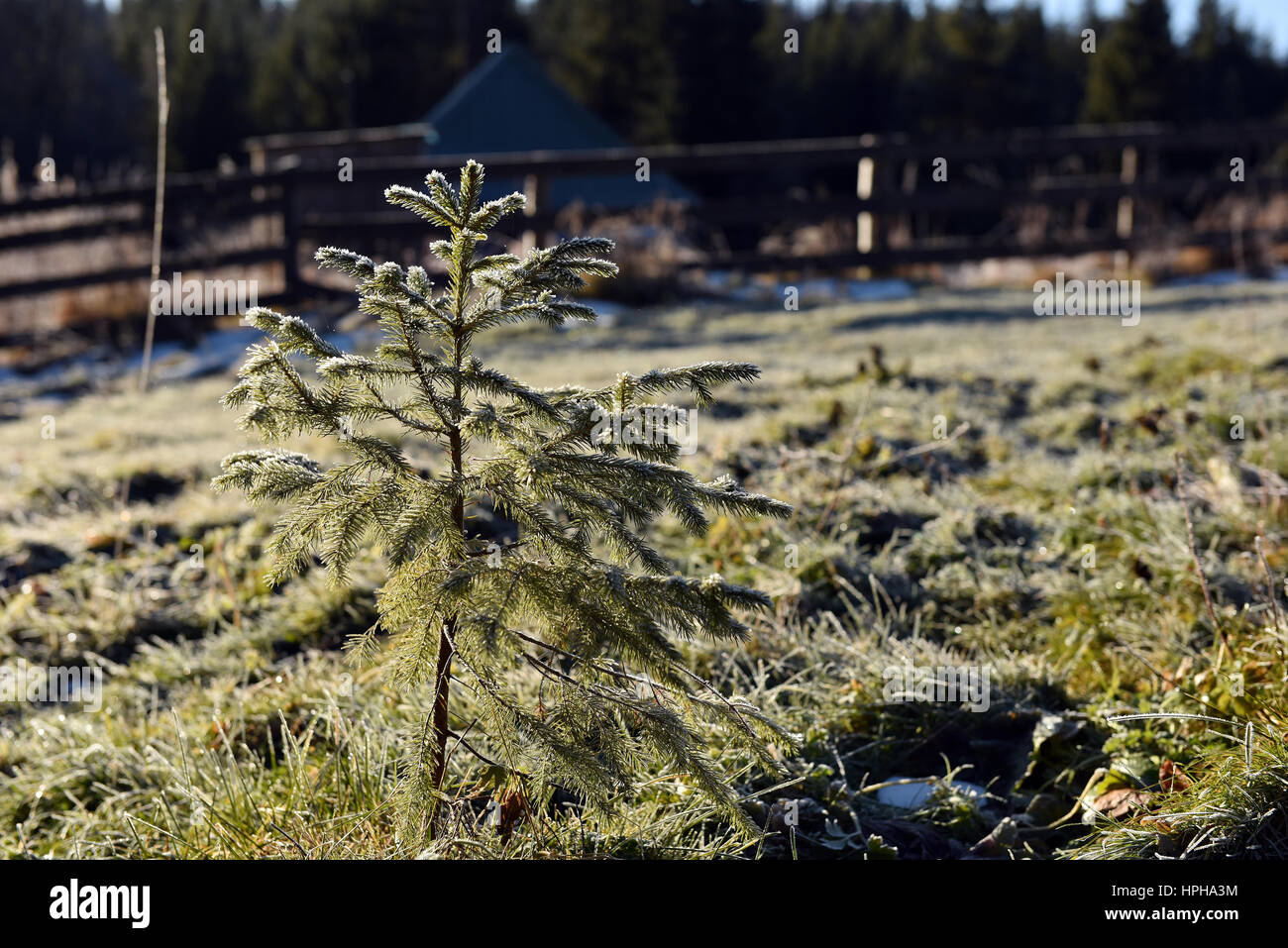 Small pine tree growing in the outdoors Stock Photo - Alamy