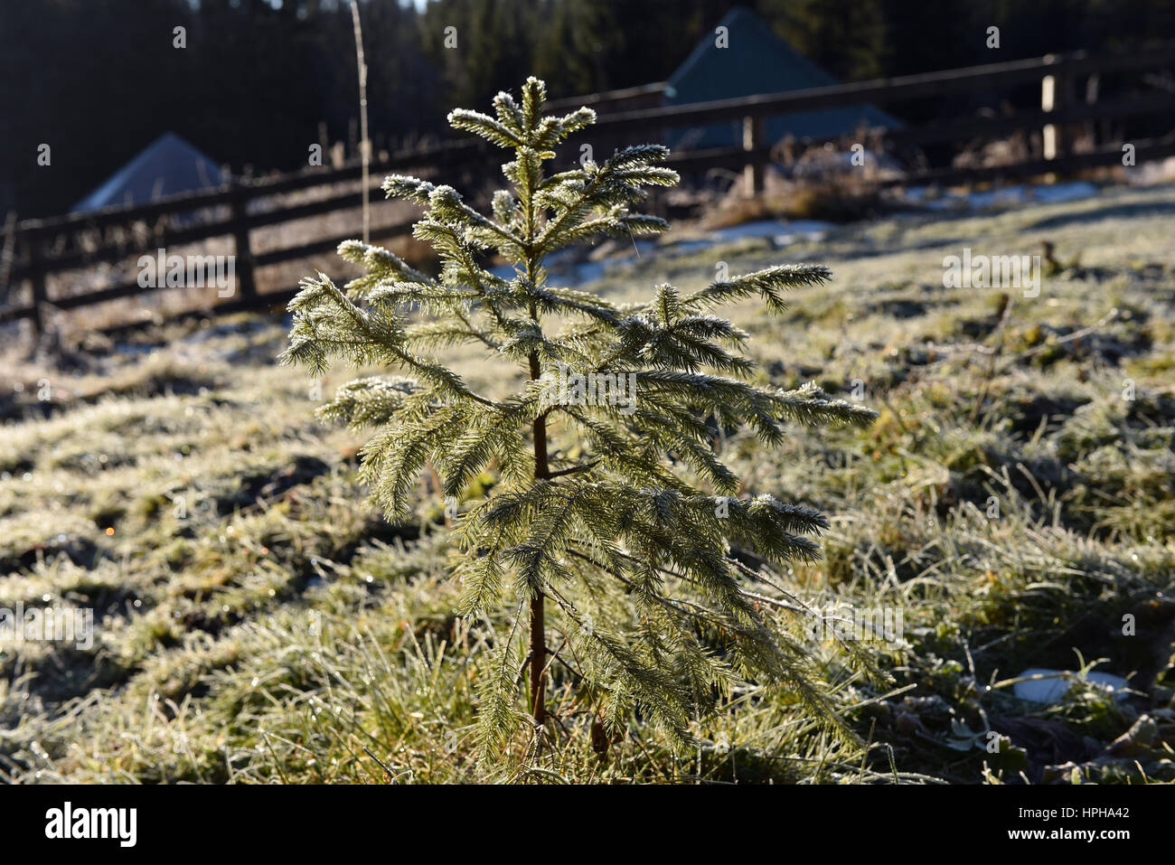 Natural view growing fir hi-res stock photography and images - Alamy