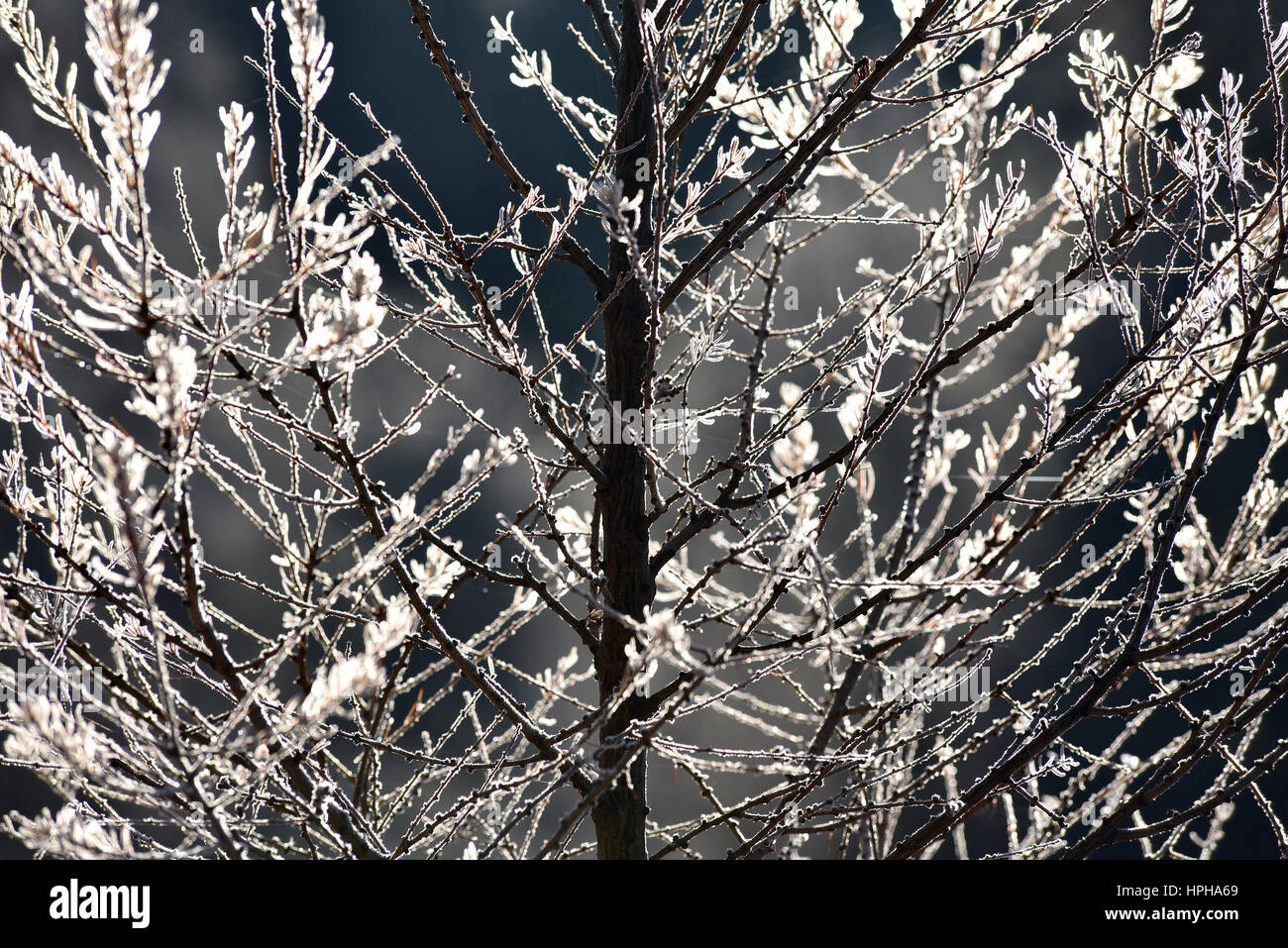 Tree detail branch hoarfrost hi-res stock photography and images - Alamy