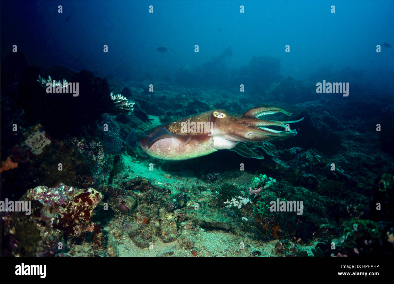 A hooded cuttlefish (Sepia prashadi), photographed in the late ...