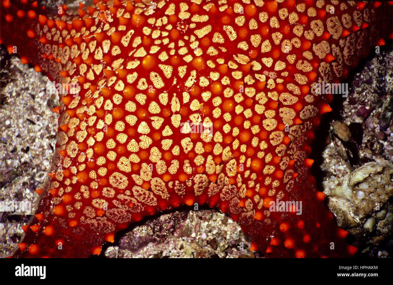 Cushion star fish hi-res stock photography and images - Alamy