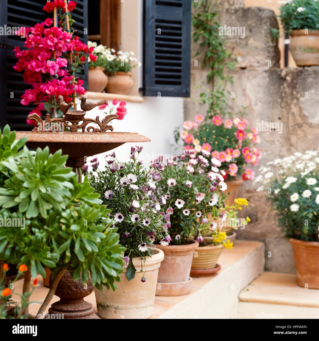 Pot plants in a garden Stock Photo - Alamy