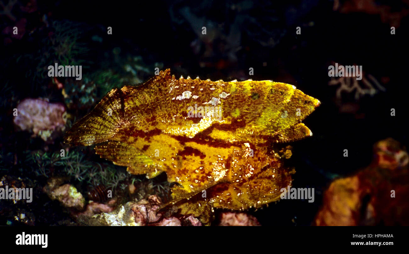 A highly camouflaged and appropriately named leaf fish (Taenianotus ...