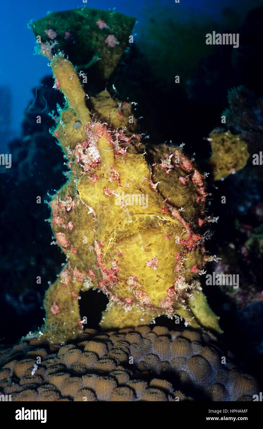 Fast striking predator hi-res stock photography and images - Alamy