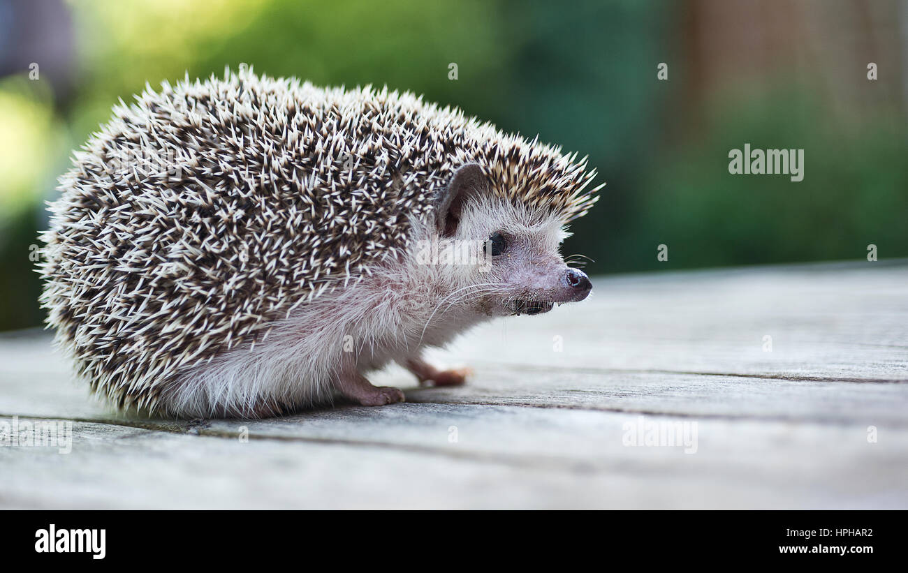 African Pygmy Hedgehog Stock Photo - Alamy