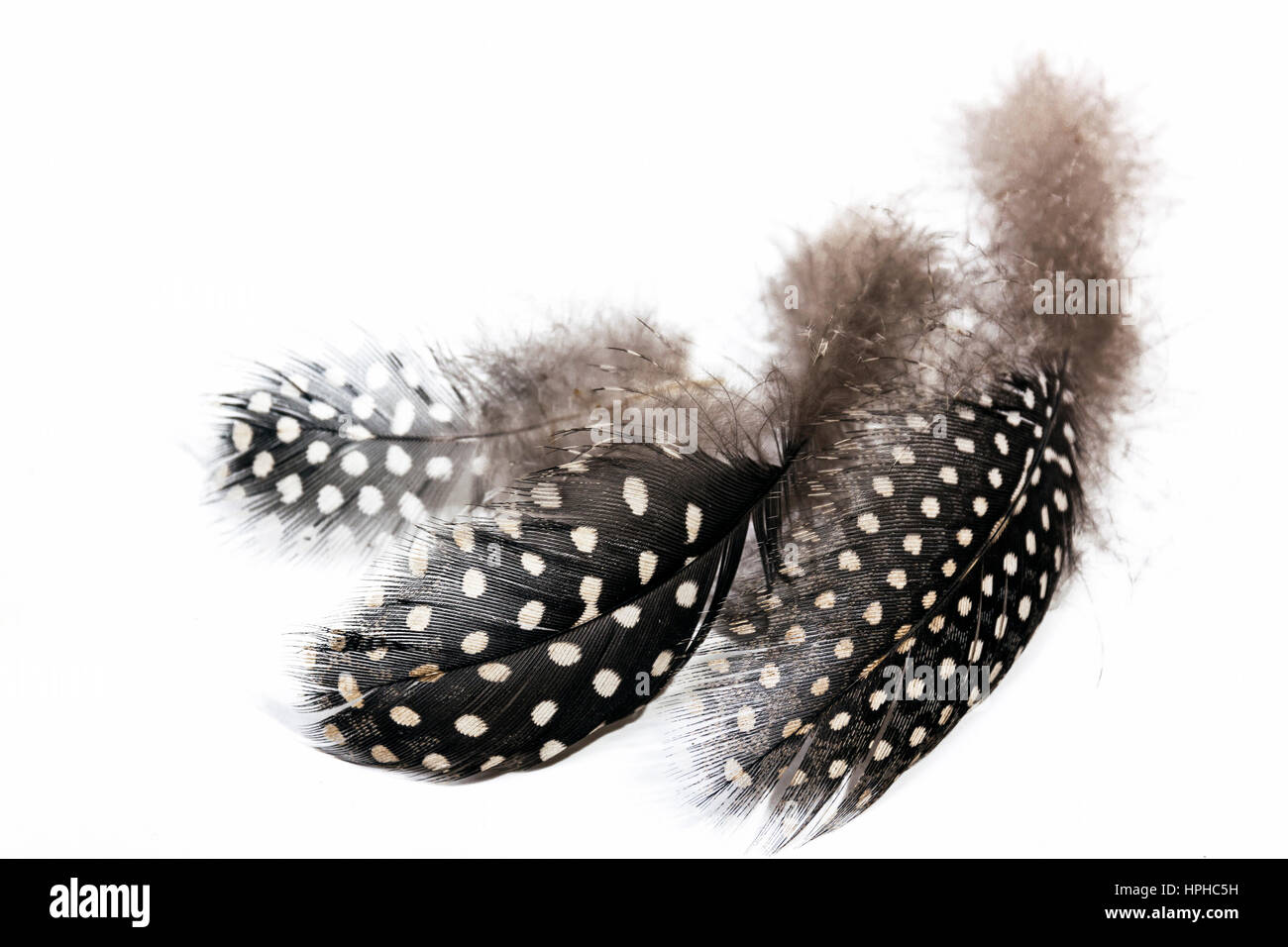 Black Feather With White Dots High Resolution Stock Photography and ...