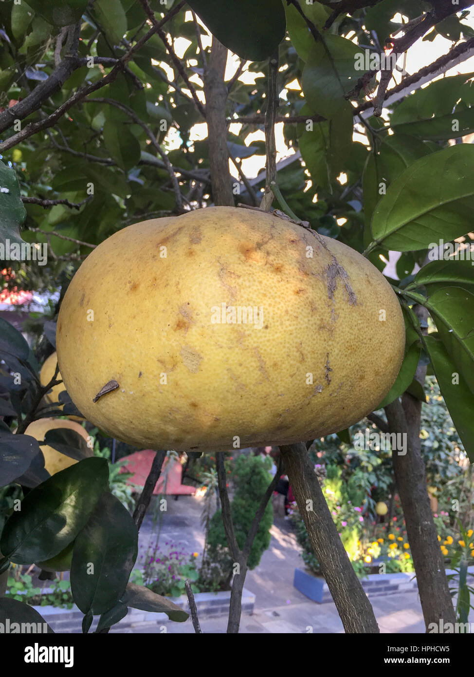 Pamelo hi-res stock photography and images - Alamy