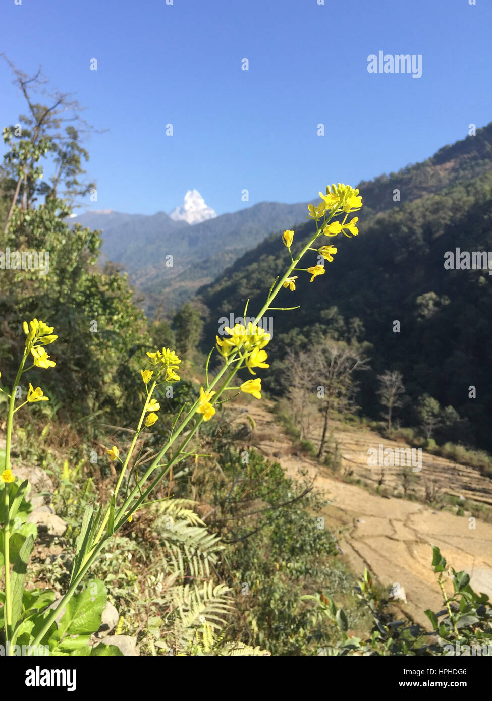 Machhapuchhare Fishtail mountain and Annapurna Himalaya Nepal range ...