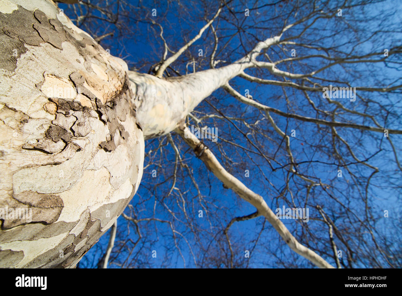 Tree top bottom view hi-res stock photography and images - Alamy