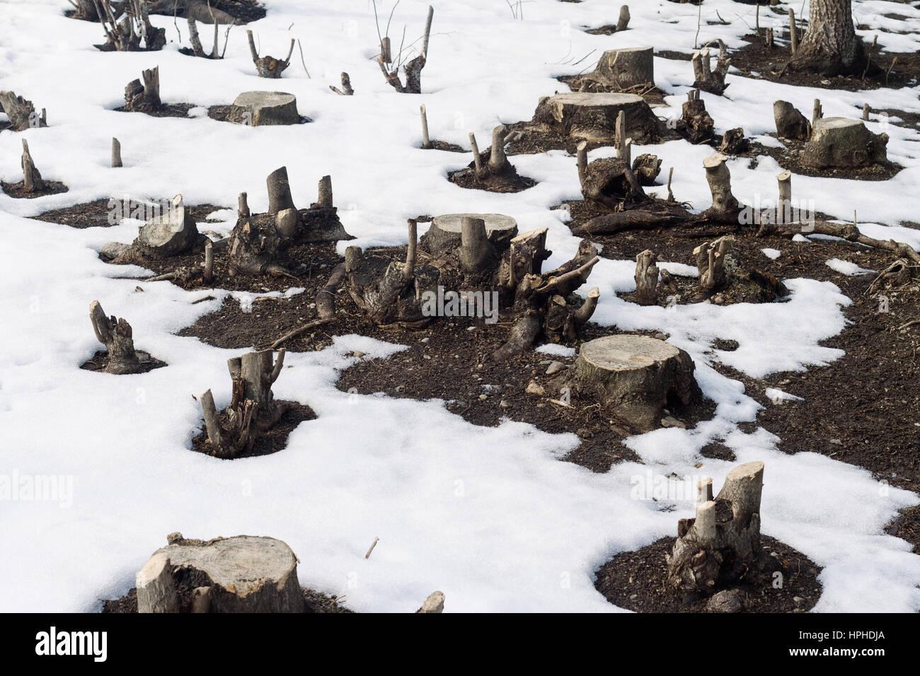 horizontal front view of many cut tree trunks on a field covered in ...
