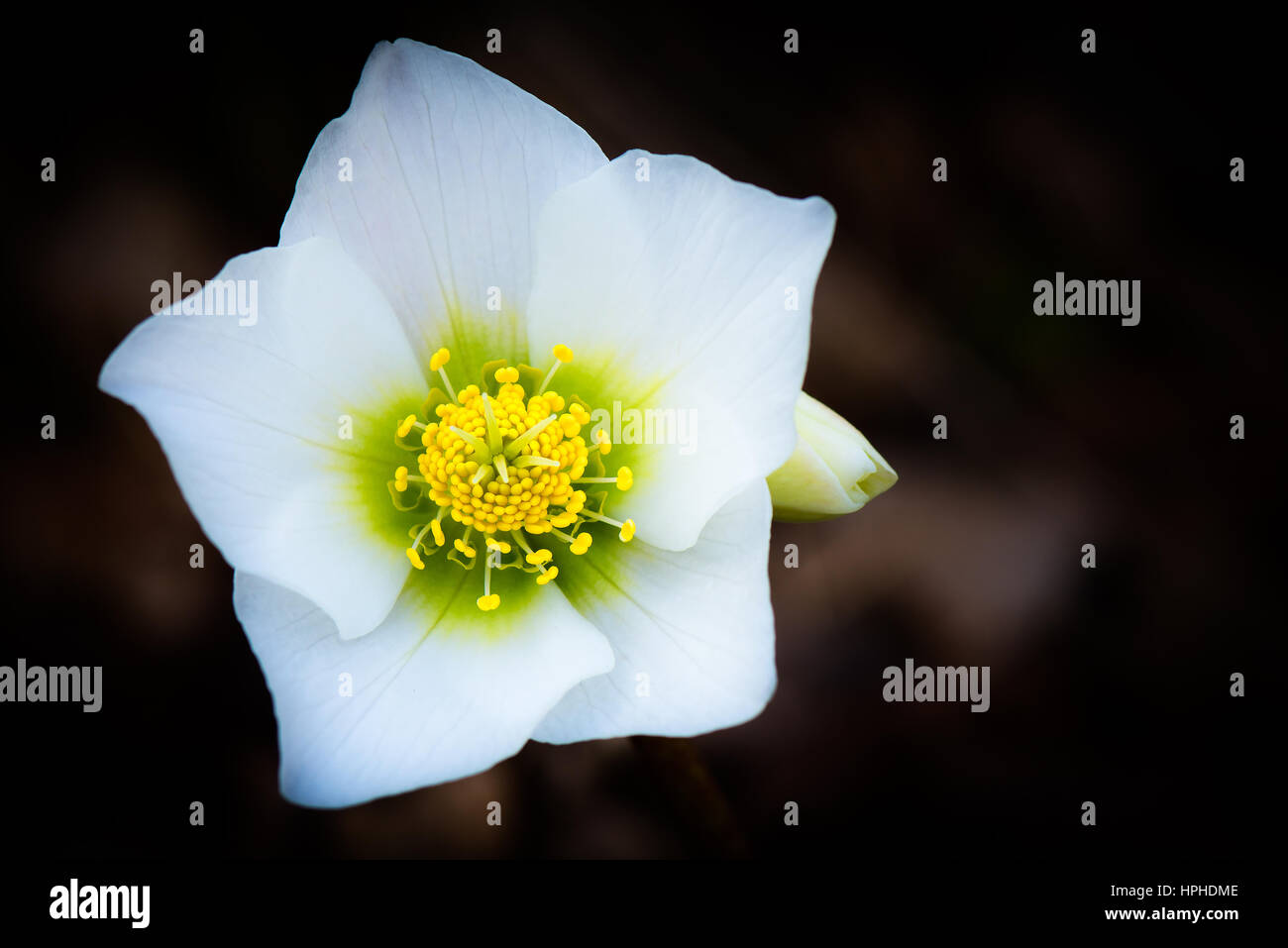 Niger flower hi-res stock photography and images - Alamy