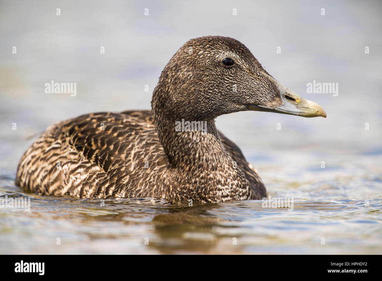Adult female eider duck hi-res stock photography and images - Alamy