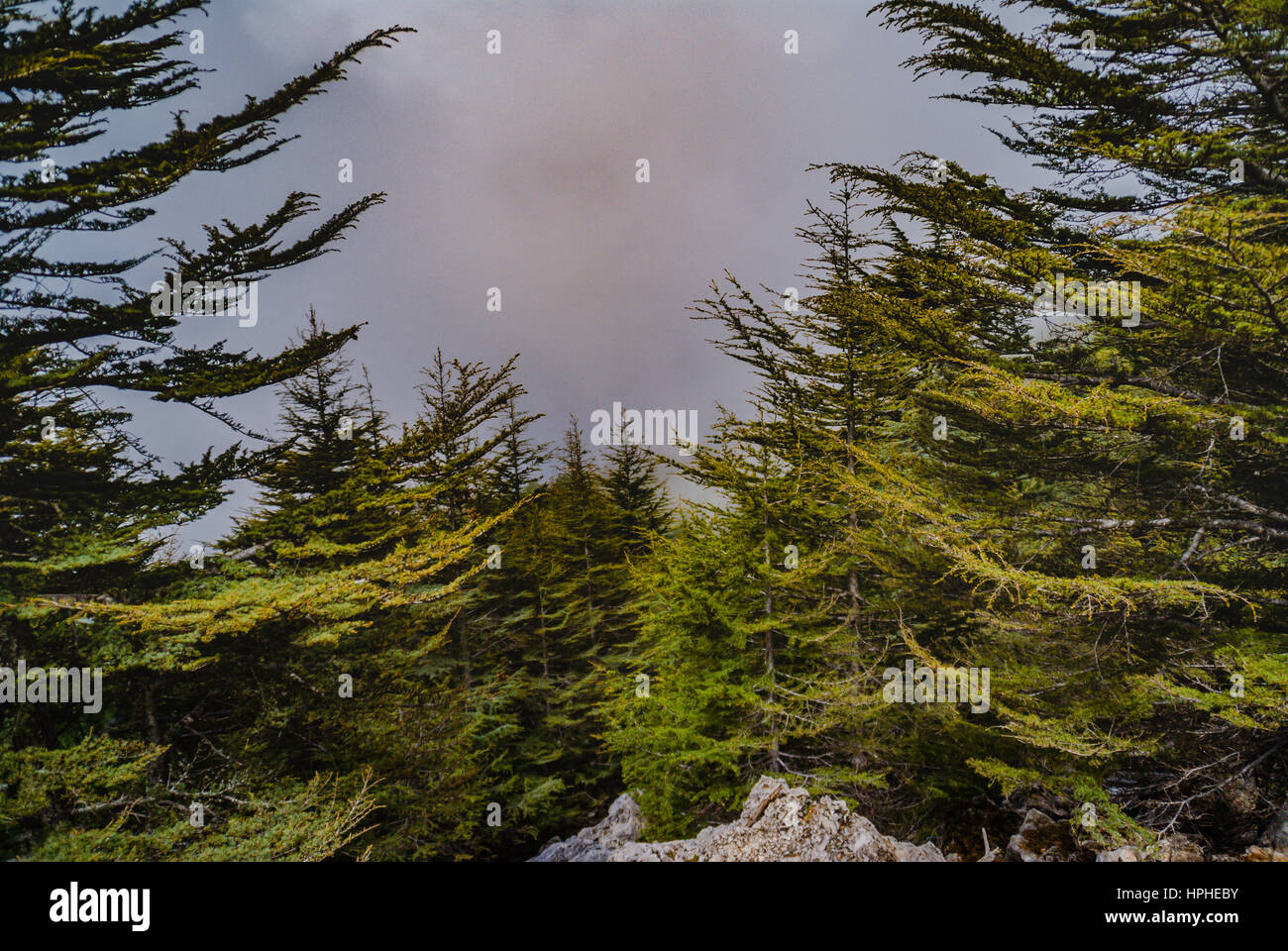 Cedar tree forest hi-res stock photography and images - Alamy