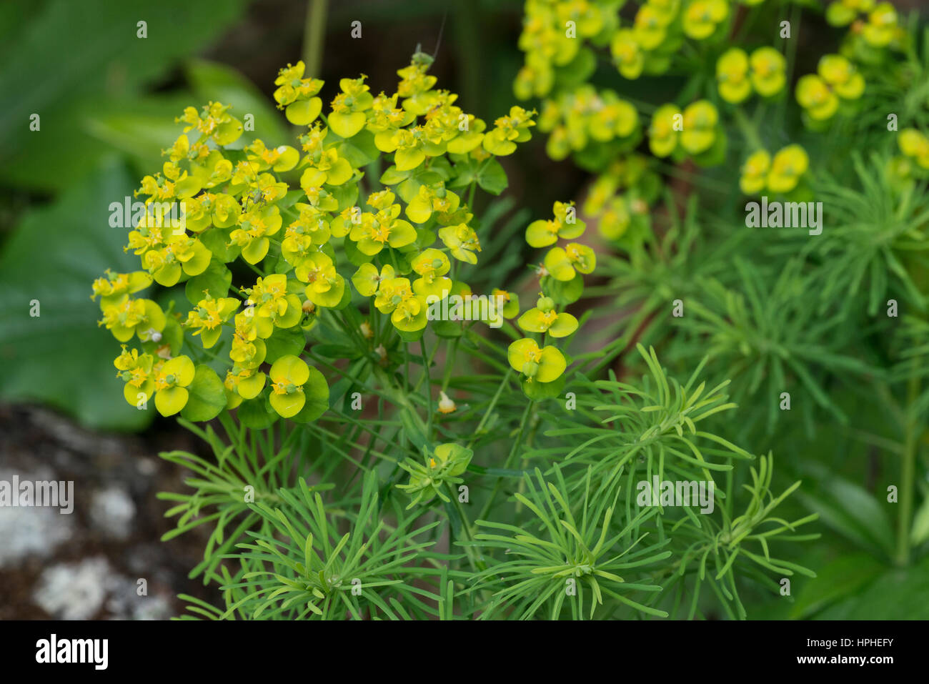 Cypress Spurge (Euphorbia cyparissias) plant in flower Stock Photo - Alamy