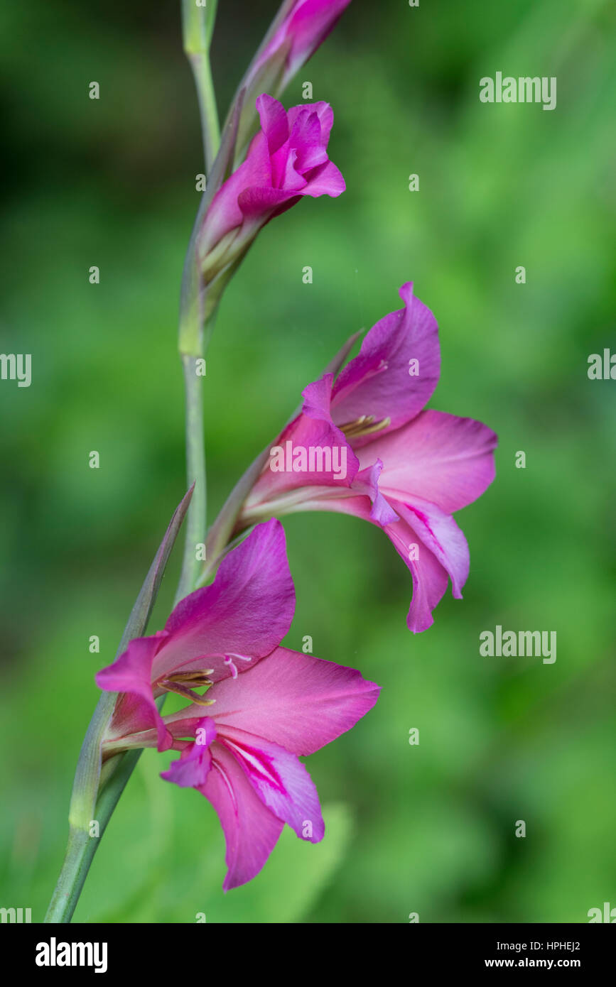 Byzantine Gladiolus (Gladiolus byzantinus), flower detail Stock Photo ...