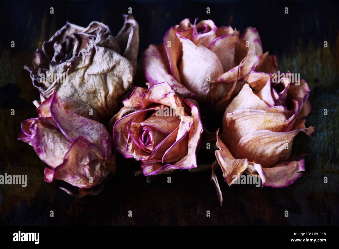 Dried roses with dark background Stock Photo - Alamy