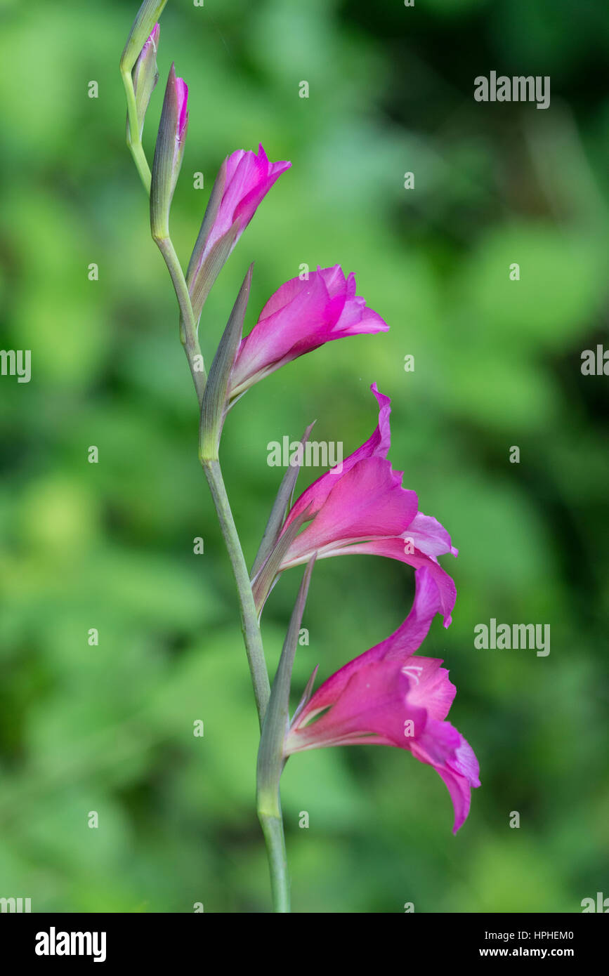 Byzantine Gladiolus (Gladiolus byzantinus), flower detail Stock Photo ...