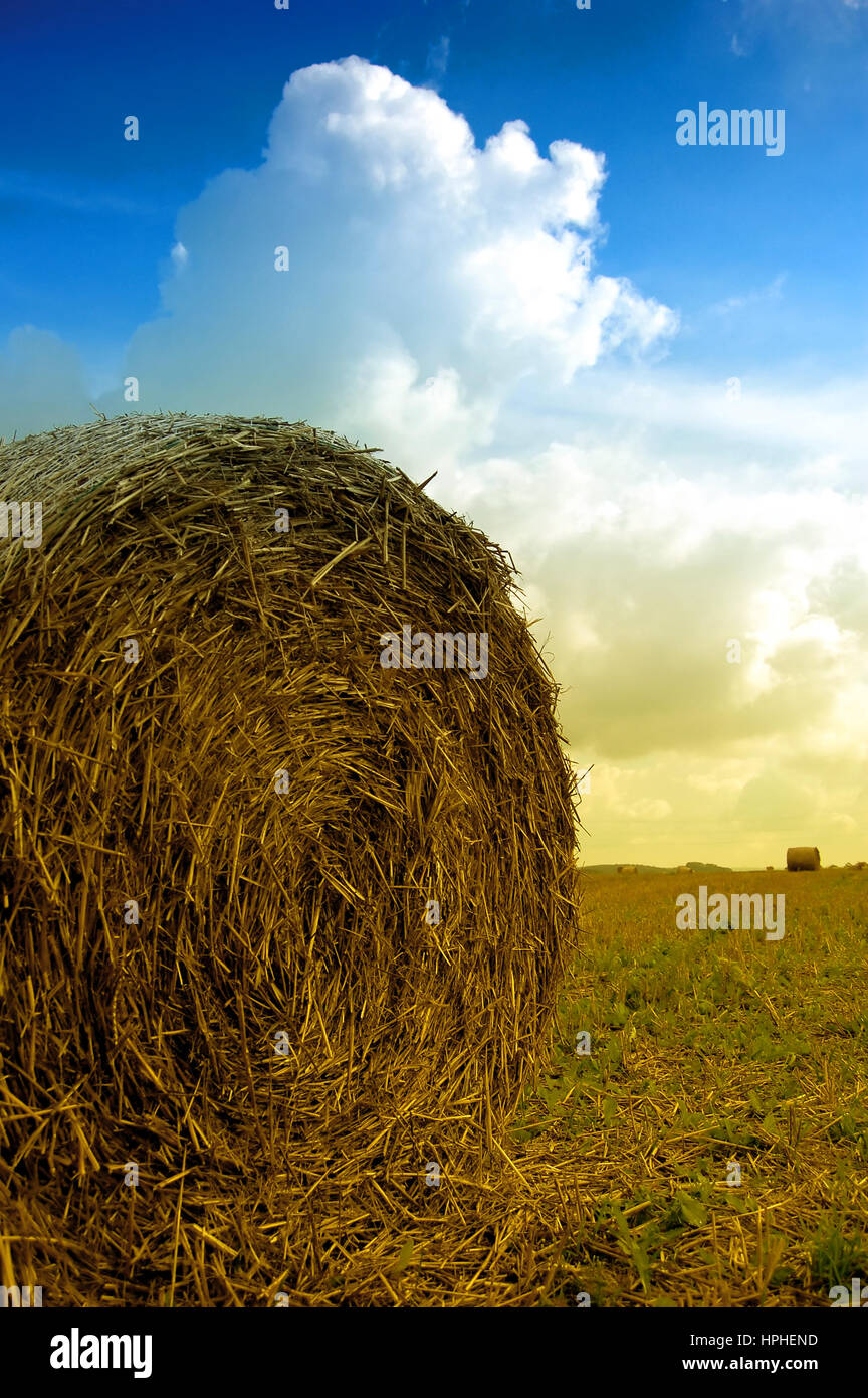 bale of hay ready for harvest Stock Photo - Alamy