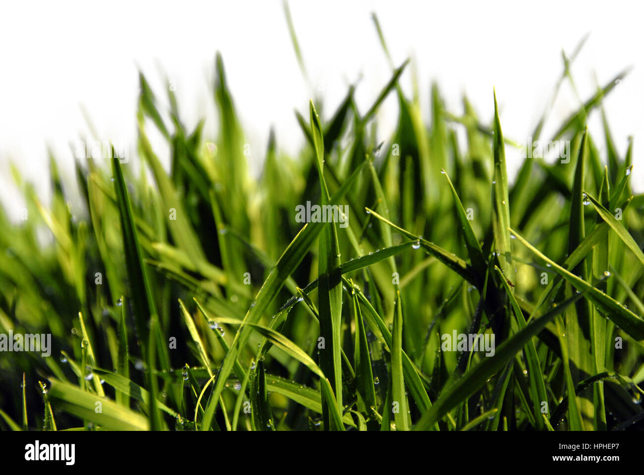 leaves of grass isolated Stock Photo - Alamy