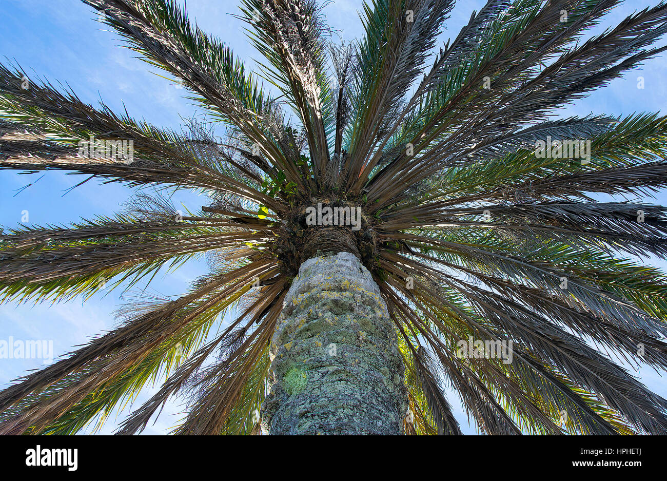 underside view of tropical palm tree Stock Photo - Alamy