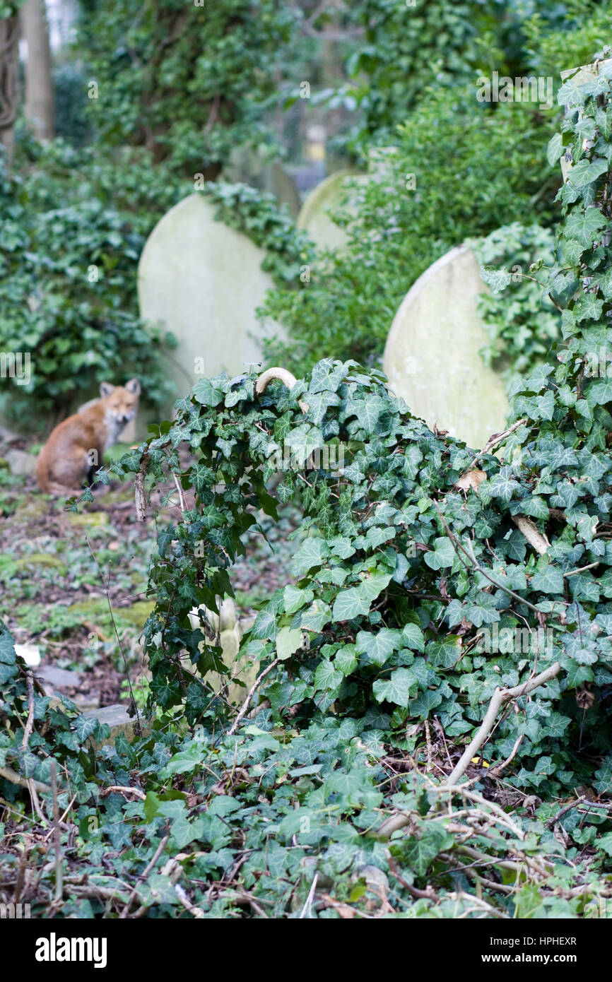 Fox graveyard hi-res stock photography and images - Alamy
