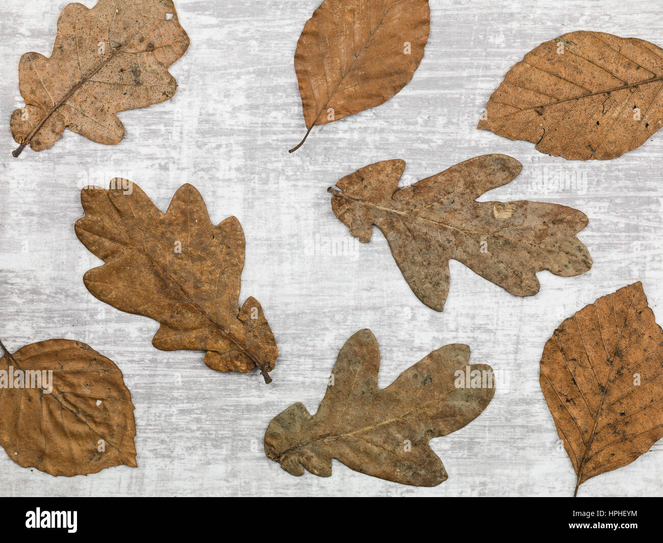 Decaying autumn leaves hi-res stock photography and images - Alamy