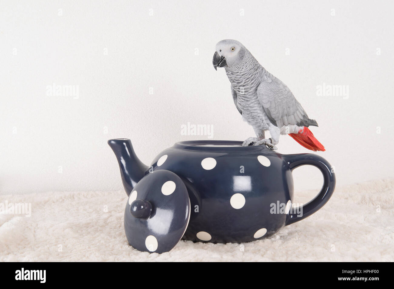 Blue parrot tea hi-res stock photography and images - Alamy