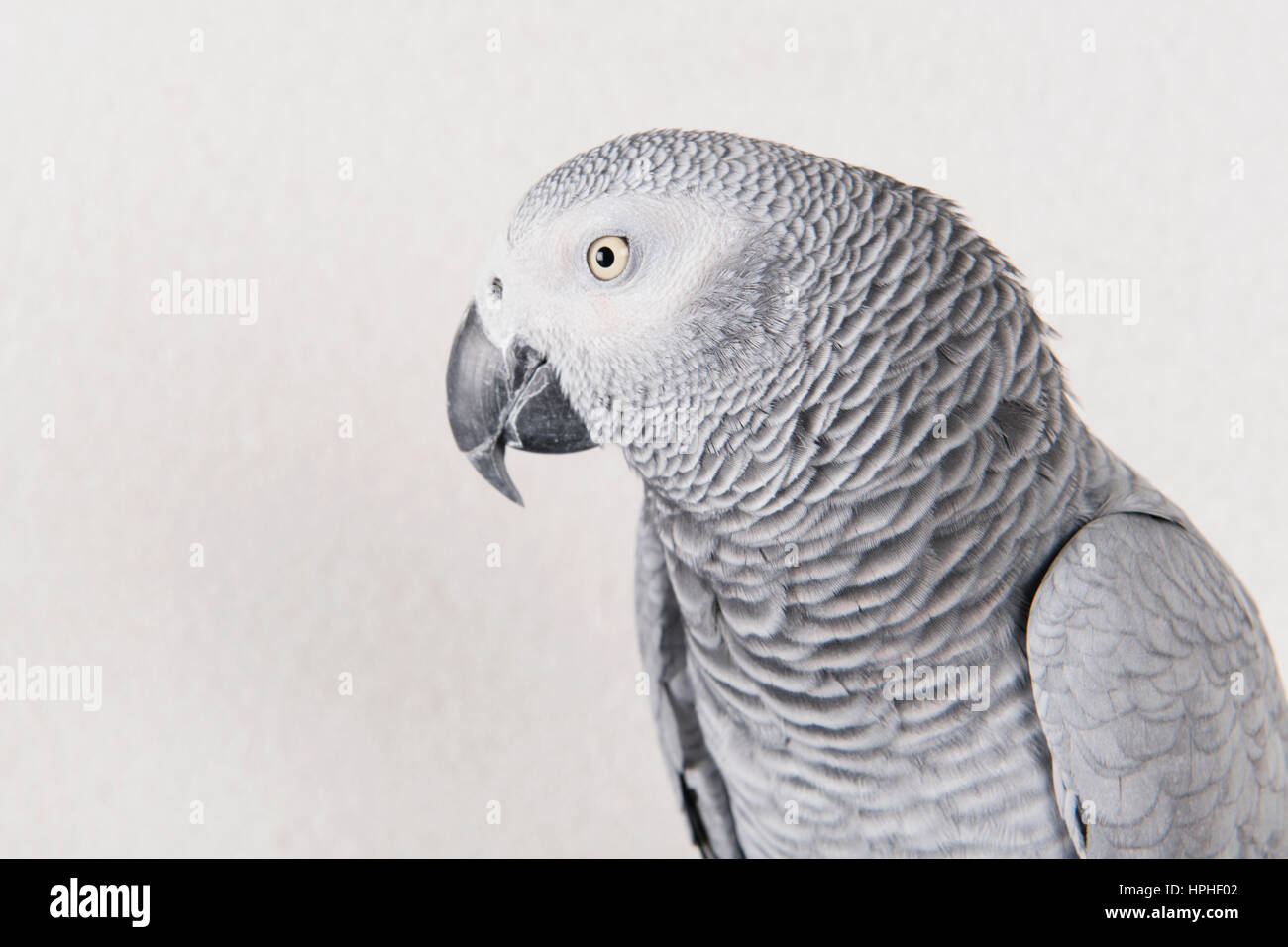 Blue parrot tea hi-res stock photography and images - Alamy