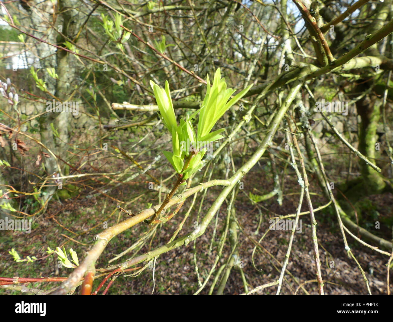 First leaves of spring Stock Photo - Alamy