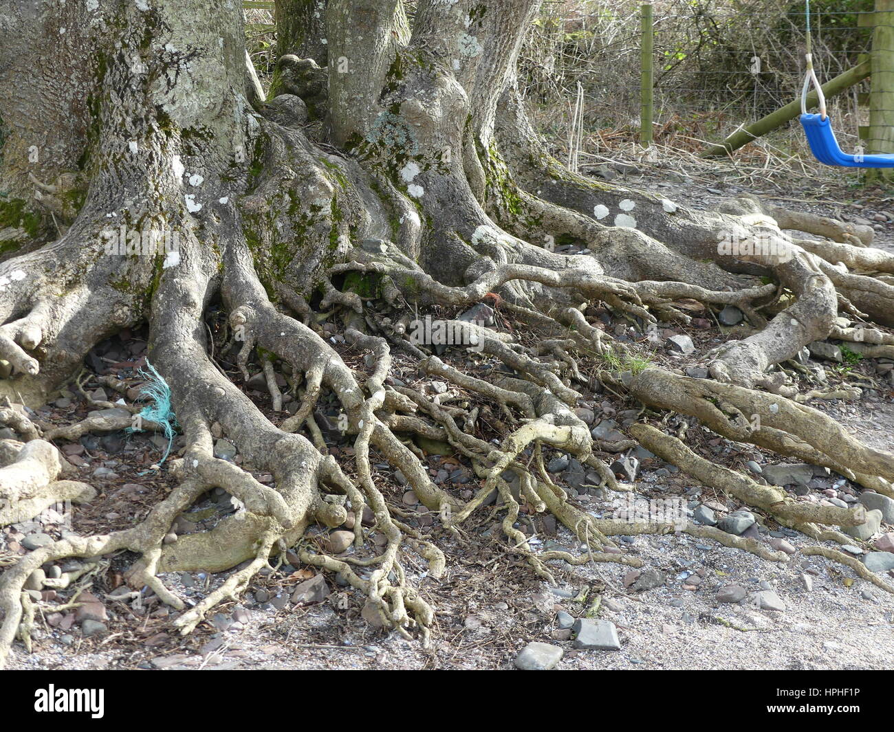 Sleepy hollow tree hi-res stock photography and images - Alamy