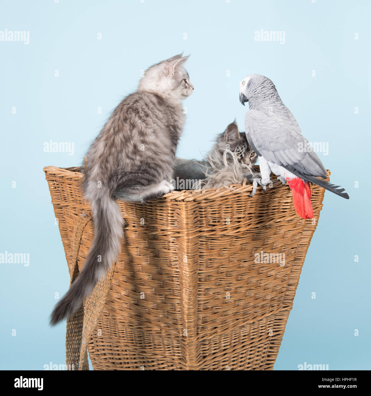 Grey red tale parrot and young maine coon kittens in basket on blue ...