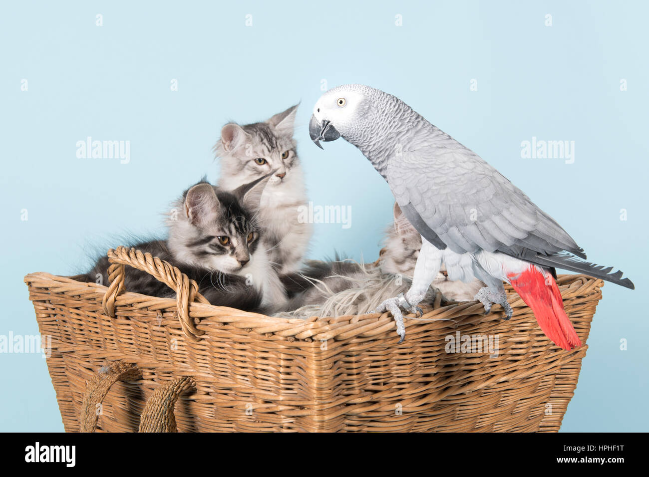 Grey red tale parrot and young maine coon kittens in basket on blue ...