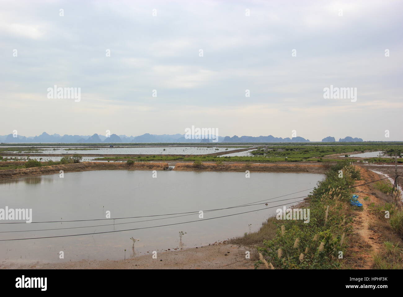 Oyster Pearl farm for pearls and medical use Stock Photo - Alamy