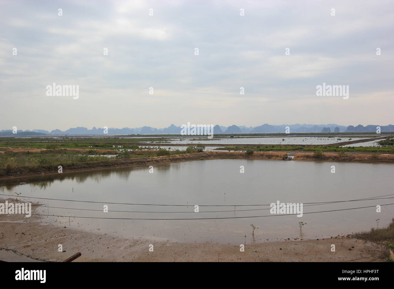 Oyster Pearl farm for pearls and medical use Stock Photo - Alamy