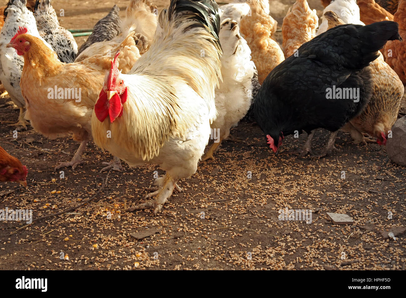 Chickens on a farm Stock Photo - Alamy