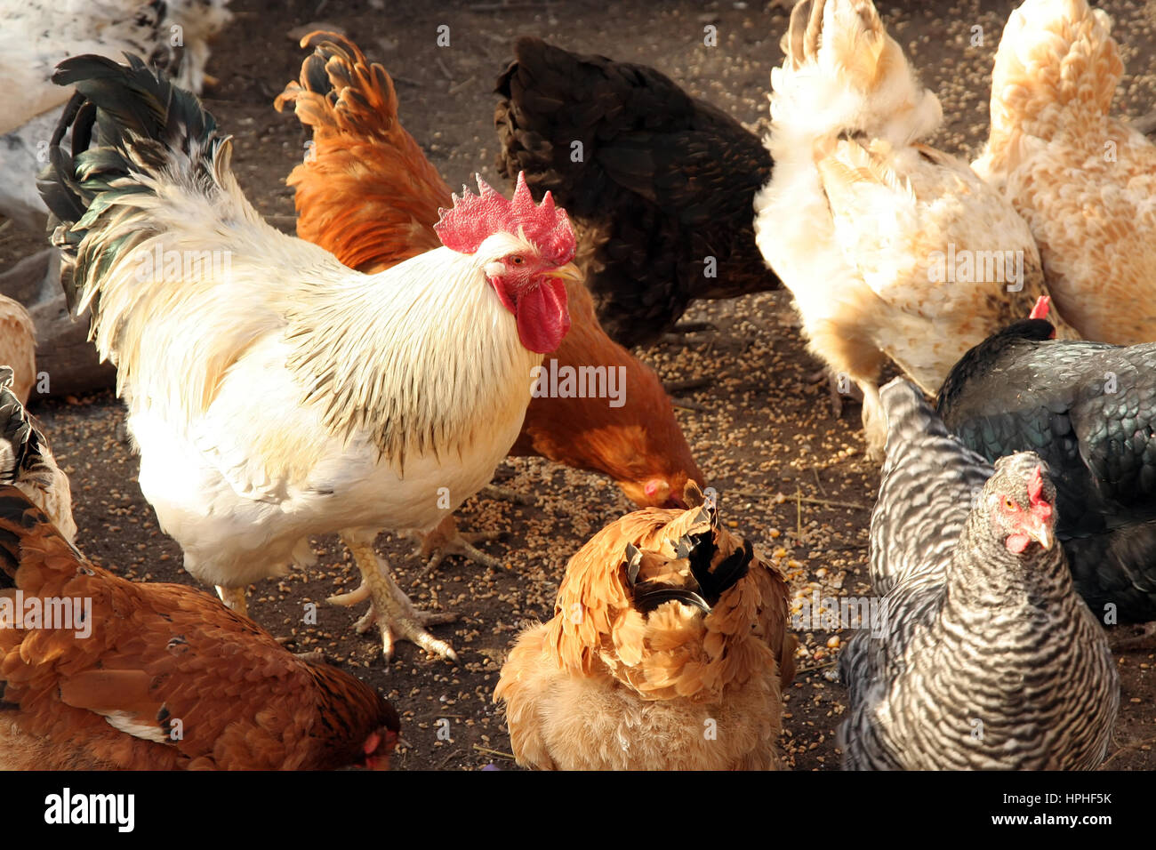 Chickens on a farm Stock Photo - Alamy