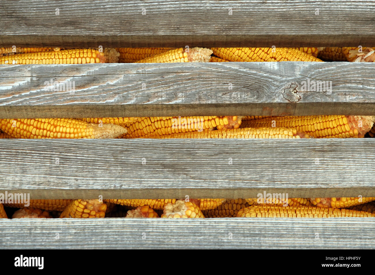 Old stack of corn in a vintage silo Stock Photo - Alamy