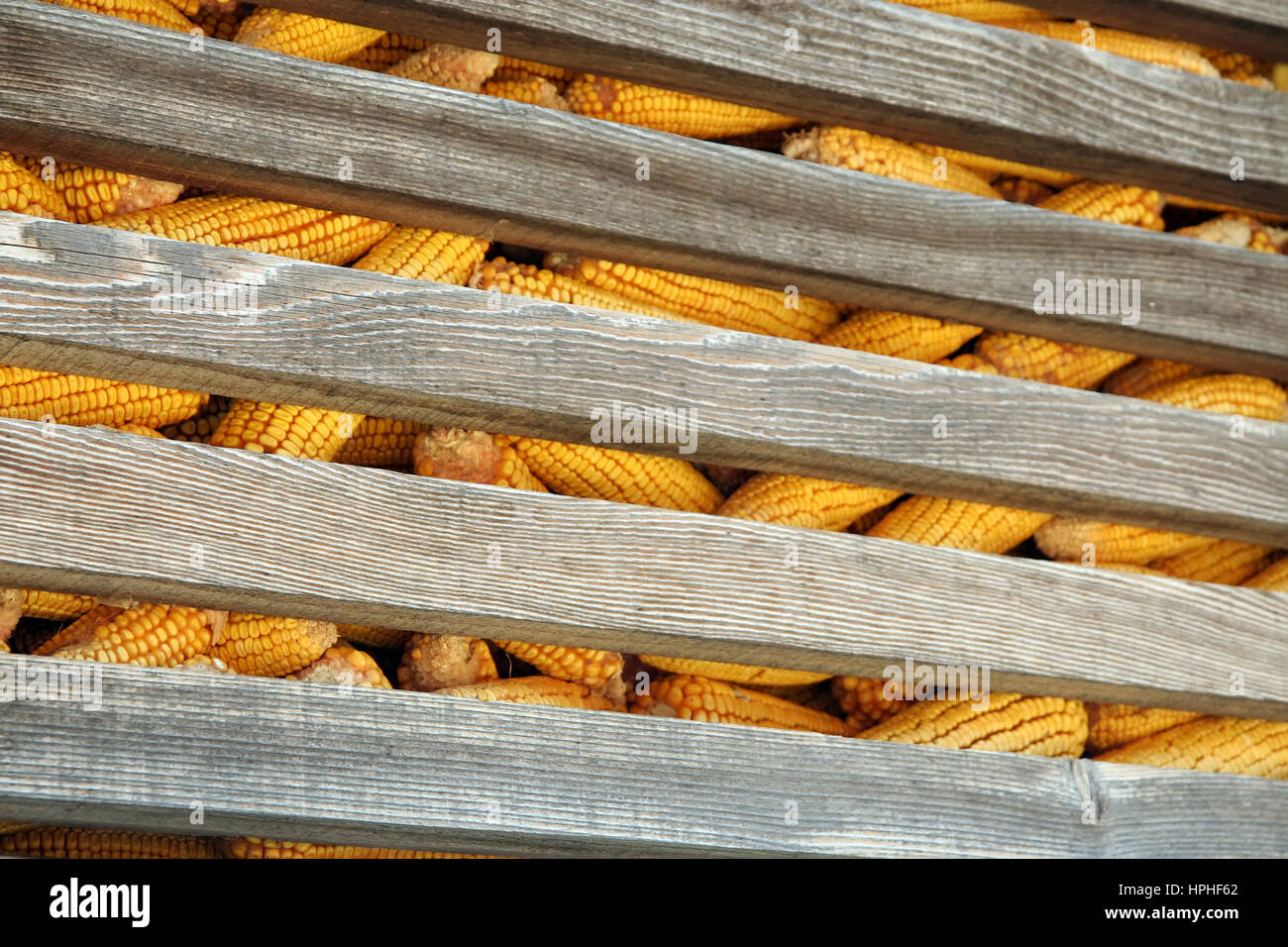Old stack of corn in a vintage silo Stock Photo - Alamy
