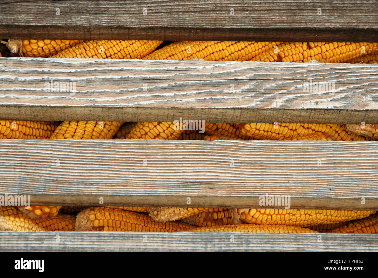 Old stack of corn in a vintage silo Stock Photo - Alamy
