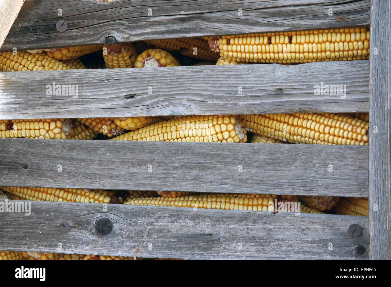 Old stack of corn in a vintage silo Stock Photo - Alamy