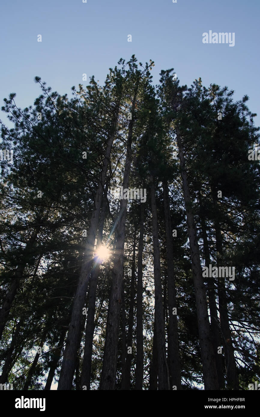 Sunlight behind trees hi-res stock photography and images - Alamy